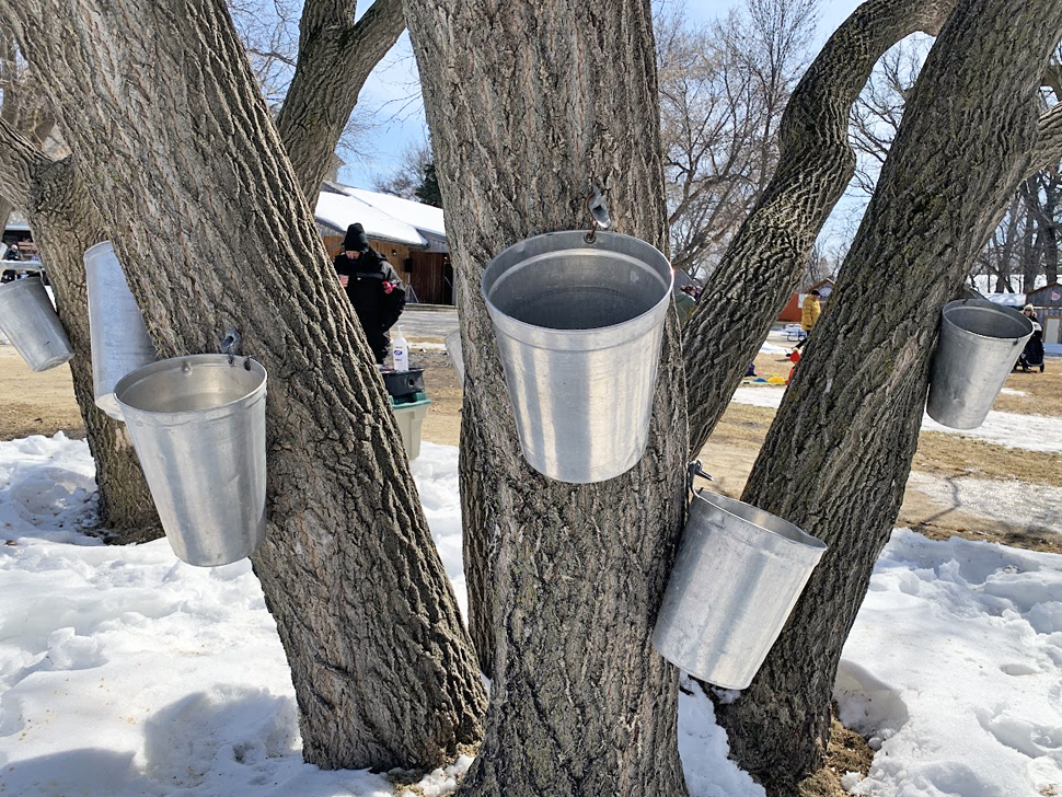 Will melting temps affect maple harvest? - SteinbachOnline.com - Local news, Weather, Sports ...